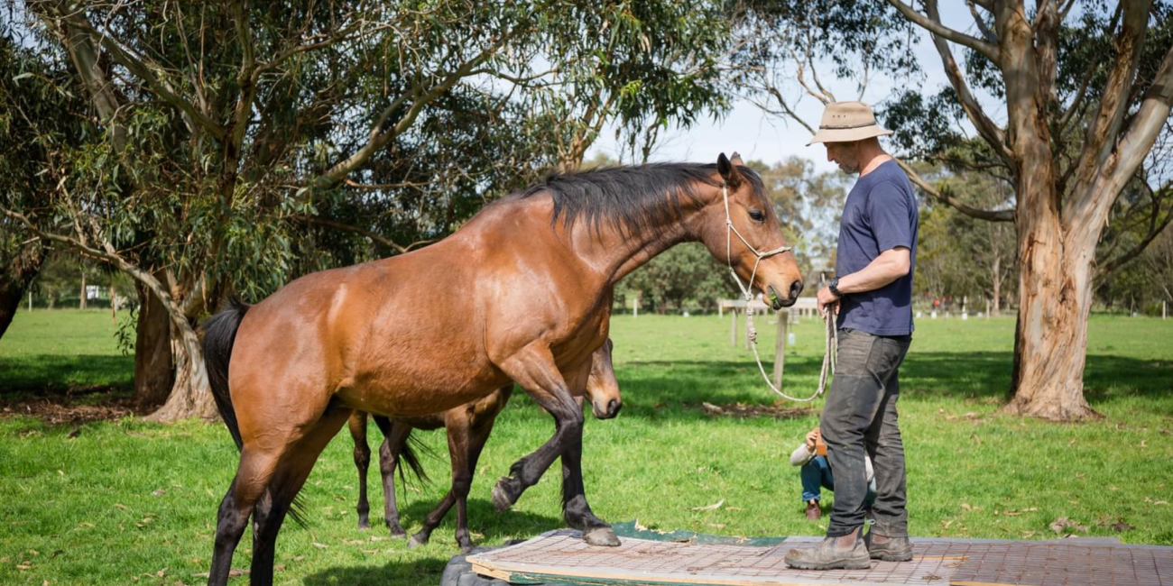 Beatrice at Wattle Bank Farm - Shop, Eat, Love Local